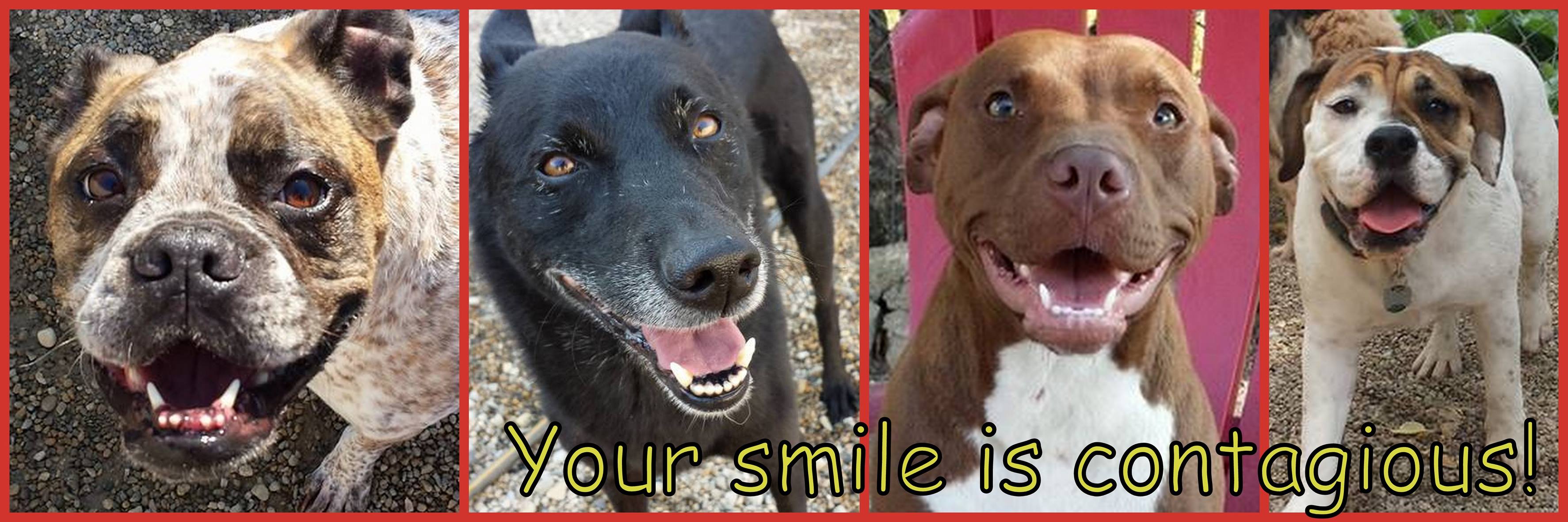 The Doggy Den – The safe and clean fun place for your dog to play ...